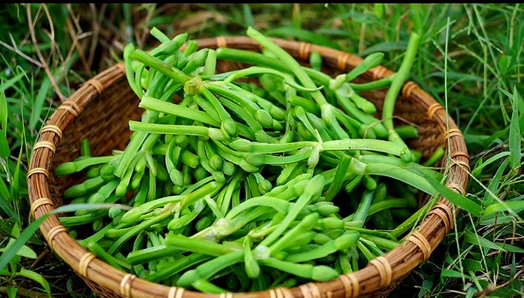 Limnocharis Flava, Yellow Sawah Flower Rush Seeds - Hạt Kèo Nèo - Etsy