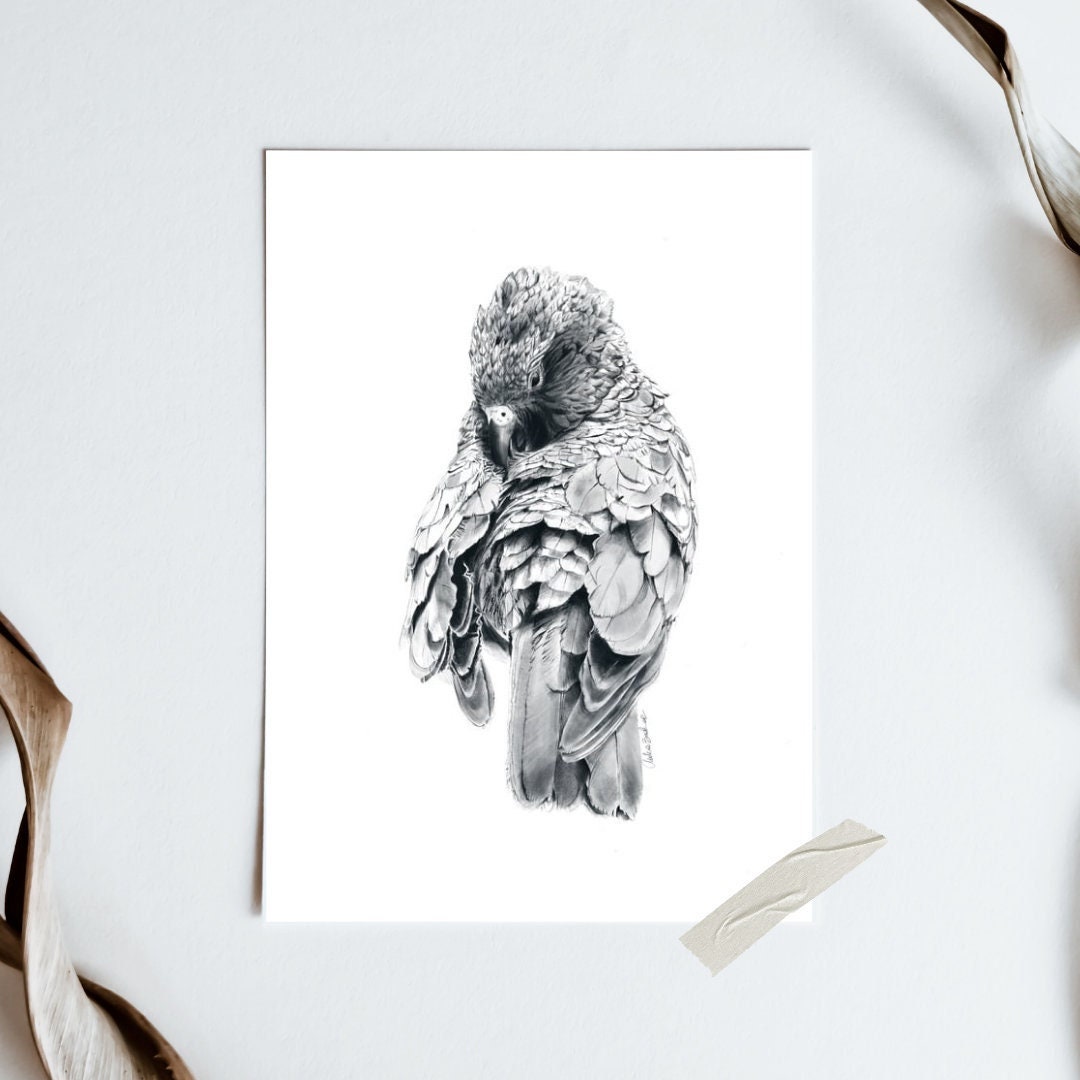 Parrot Printable Poster, Pencil Digital Drawing of Kea to Download,bird ...