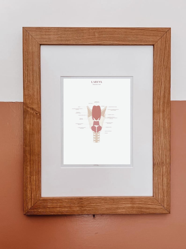 Voice Anatomy Posters Set of 9 I DIGITAL for Voice Professionals - Etsy