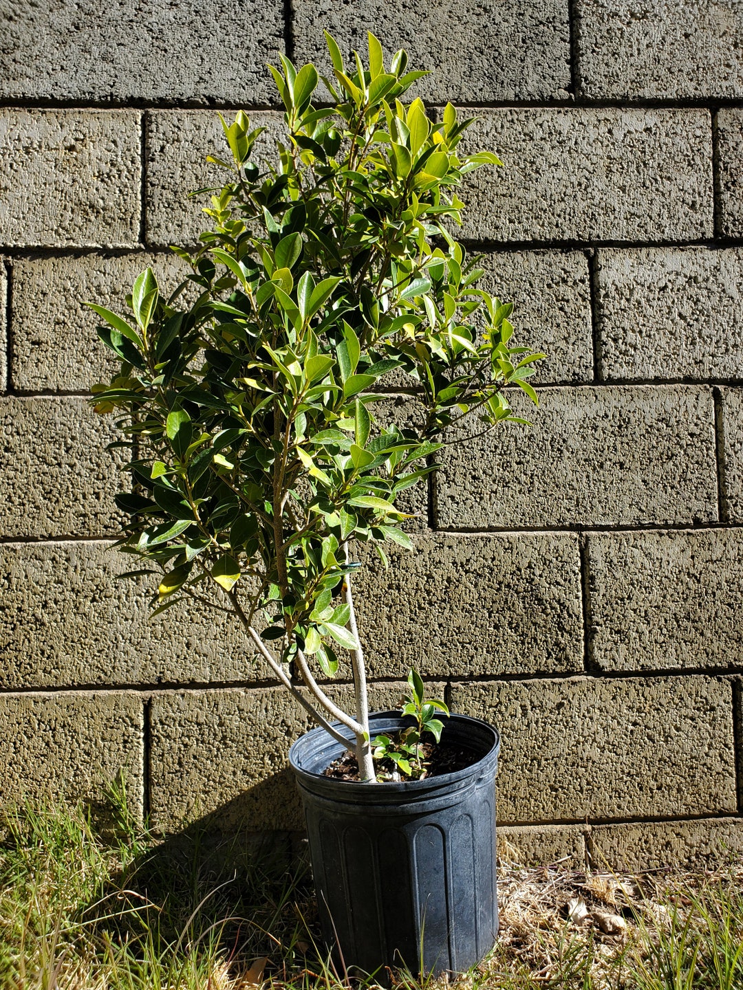 Ficus Nitida indian Laurel Fig 32 Inches Tall - Etsy
