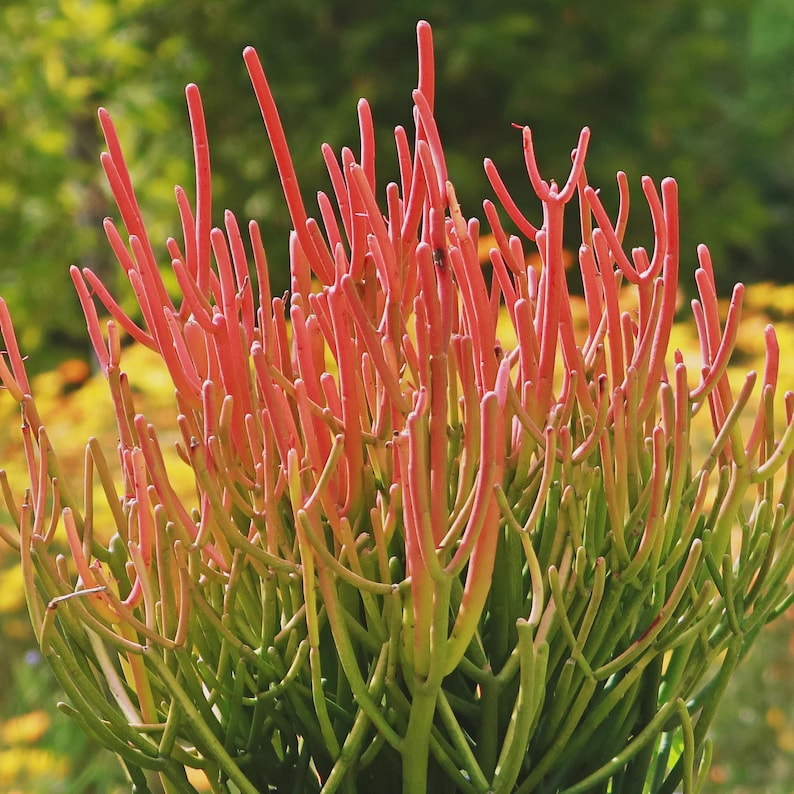 Firesticks Plant (euphorbia Tirucalli) - Etsy
