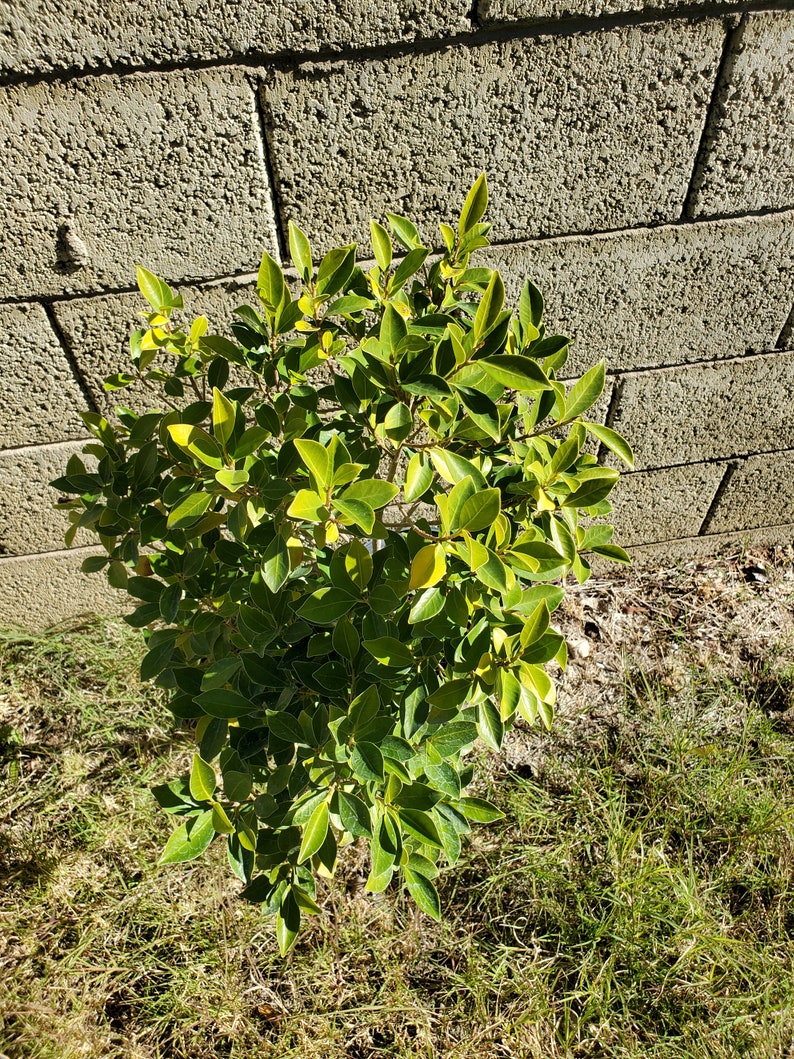 Ficus Nitida indian Laurel Fig 32 Inches Tall - Etsy