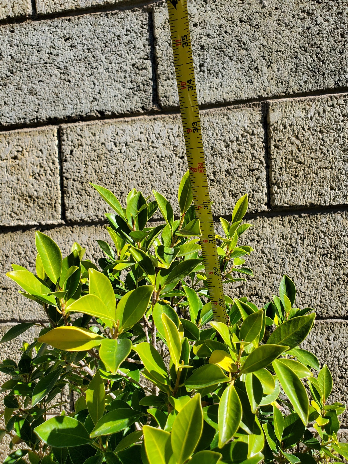 Ficus Nitida indian Laurel Fig 32 Inches Tall - Etsy