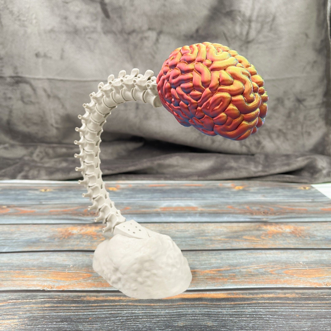 Brain & Spine Display 3D Printed Articulated Figure - Etsy