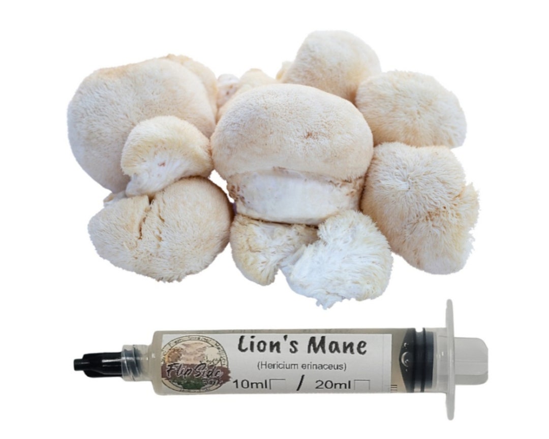 Lions Mane Liquid Culture aggressive Growing - Etsy