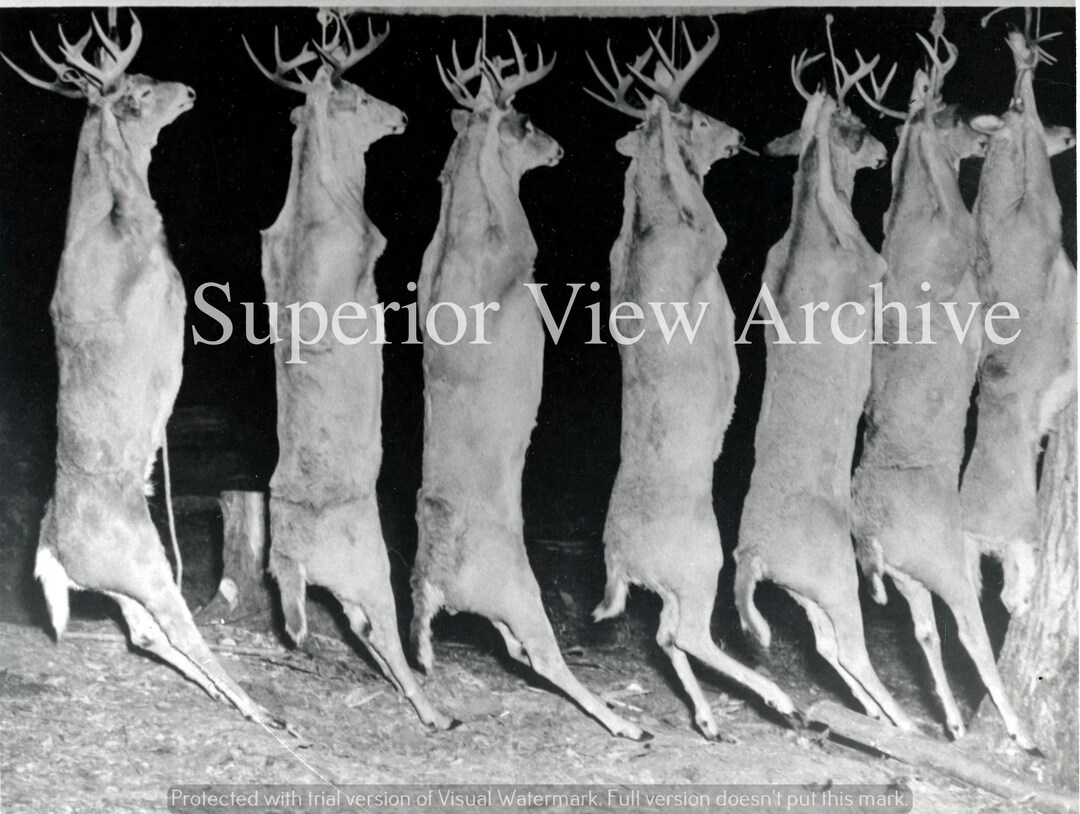 Dream Buck Pole 1940's - Etsy
