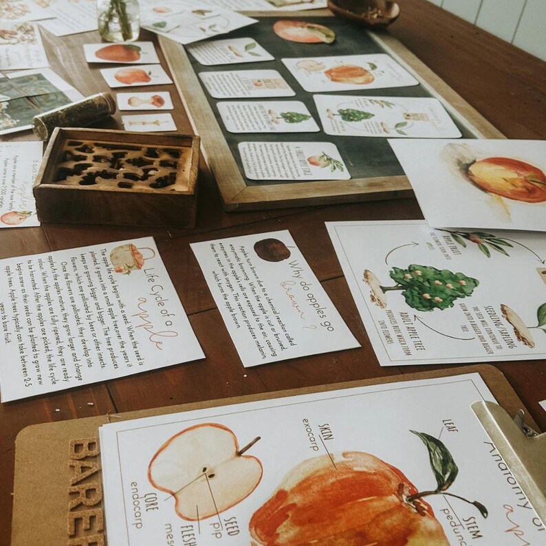 Apple Life Cycle Study: Montessori Homeschool Printable (PDF) - Etsy