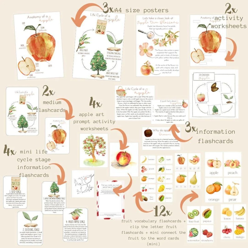 Apple Life Cycle Study: Montessori Homeschool Printable (PDF) - Etsy