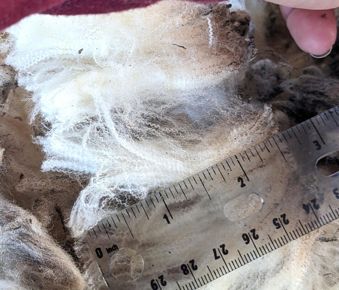 Raw, Unwashed Merino Wool "hastings" - Etsy
