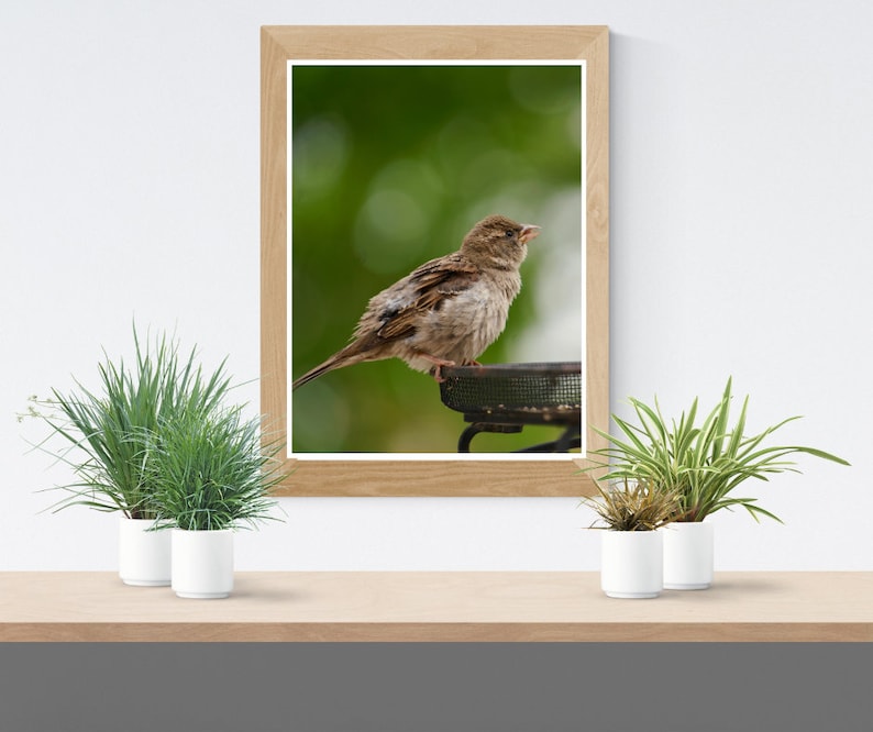 Sparrow Photo - Digital Download - Instant Download - Printable ...