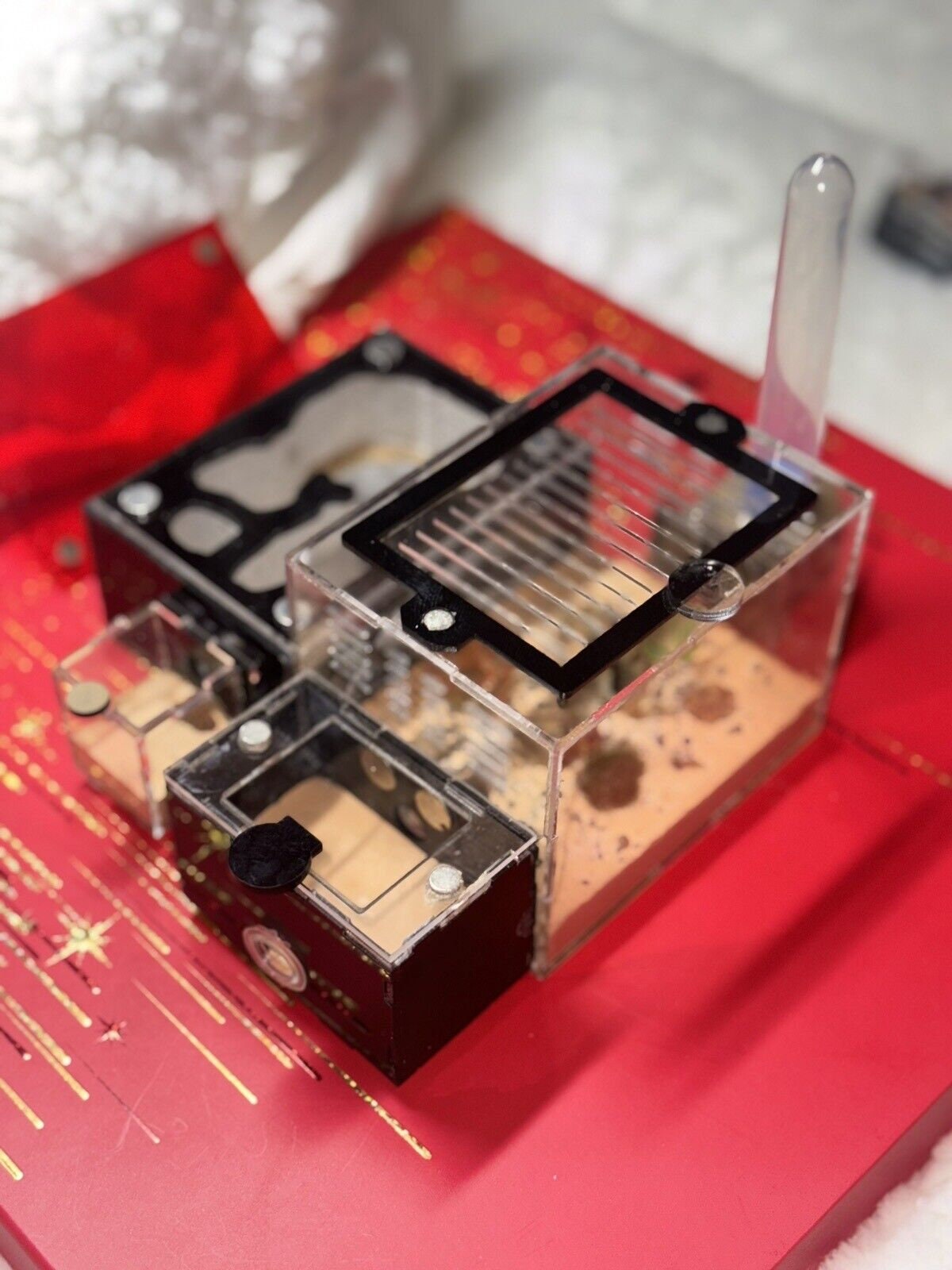 Ant Tank/ant Farm Nest N01 Full Option - Etsy