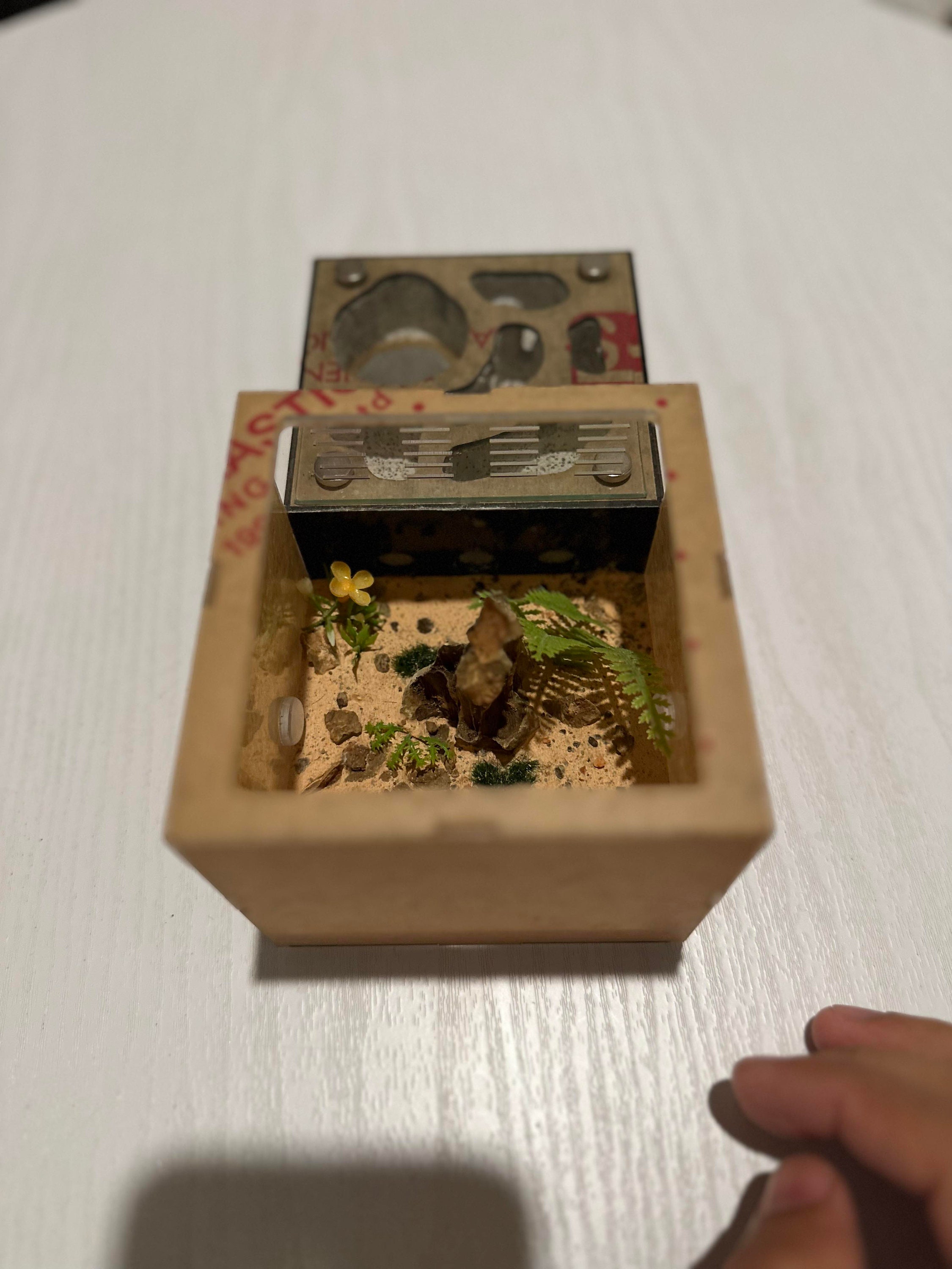 Ant Tank/ant Farm Nest N02 Basic - Etsy