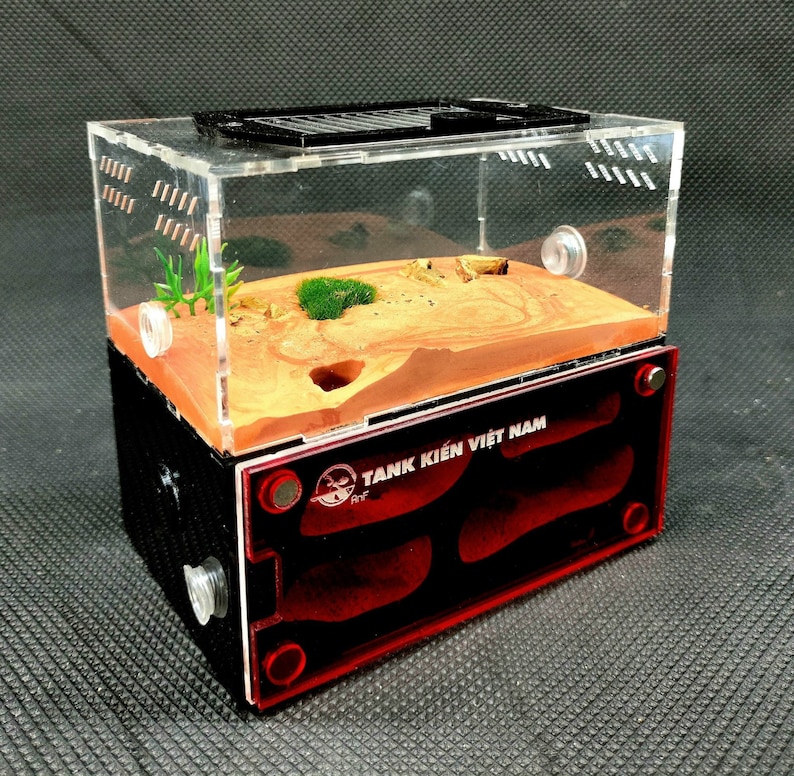 Ant Tank/ant Farm - Nest D02 - Full Option - Etsy