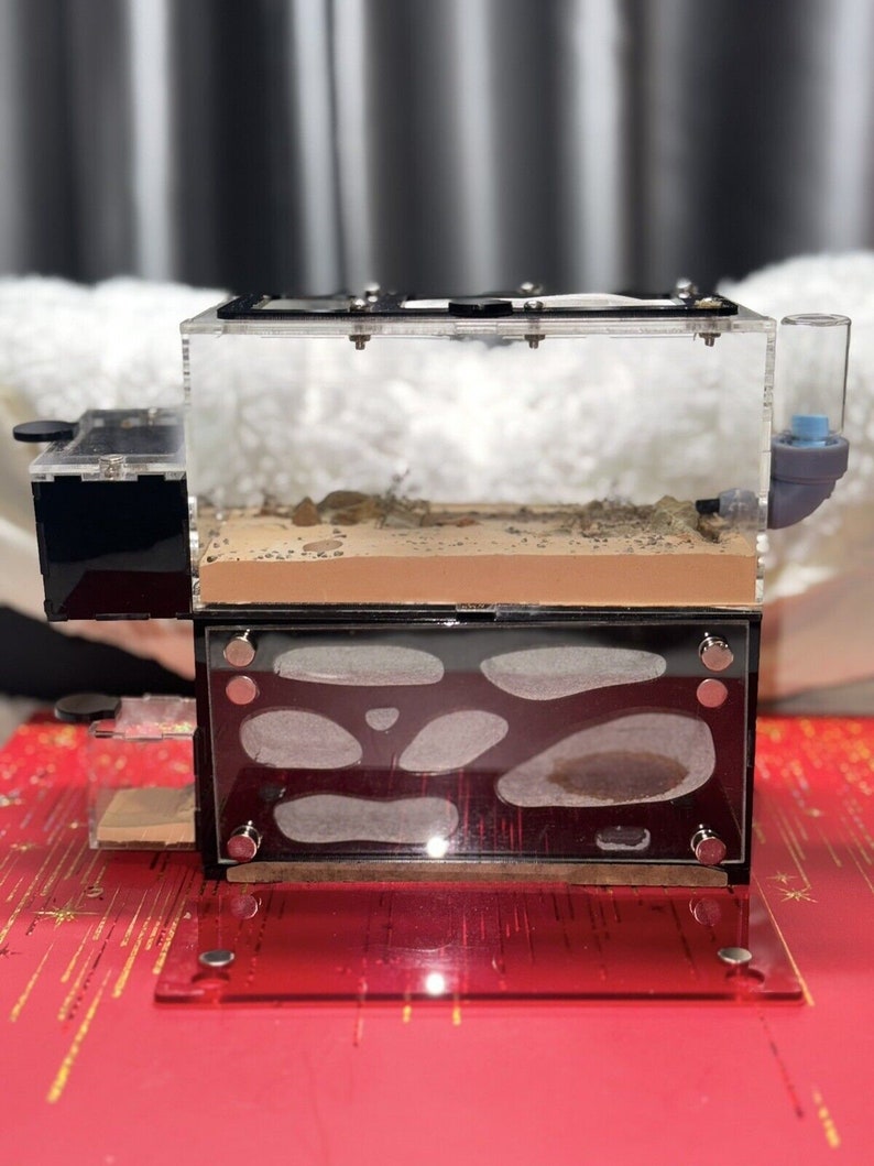 Ant Tank/ant Farm Nest D02 Full Option - Etsy