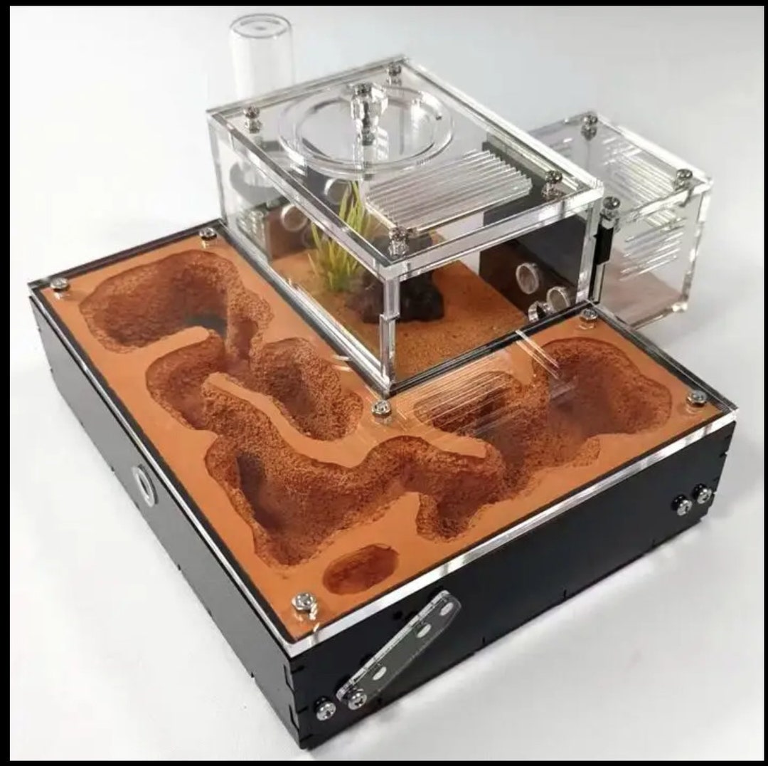 Gypsum Ant Farm Nest Formicarium Ant Farm Dd01 Full Option Etsy