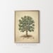 Vintage Fig Tree Botanical Print: Mediterranean Inspired Digital Art ...