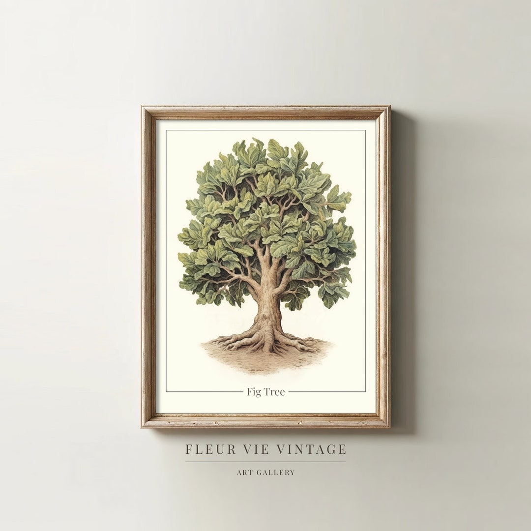 Vintage Fig Tree Art | PRINTABLE Wall Art | Fig Print | Fig Drawing - Etsy