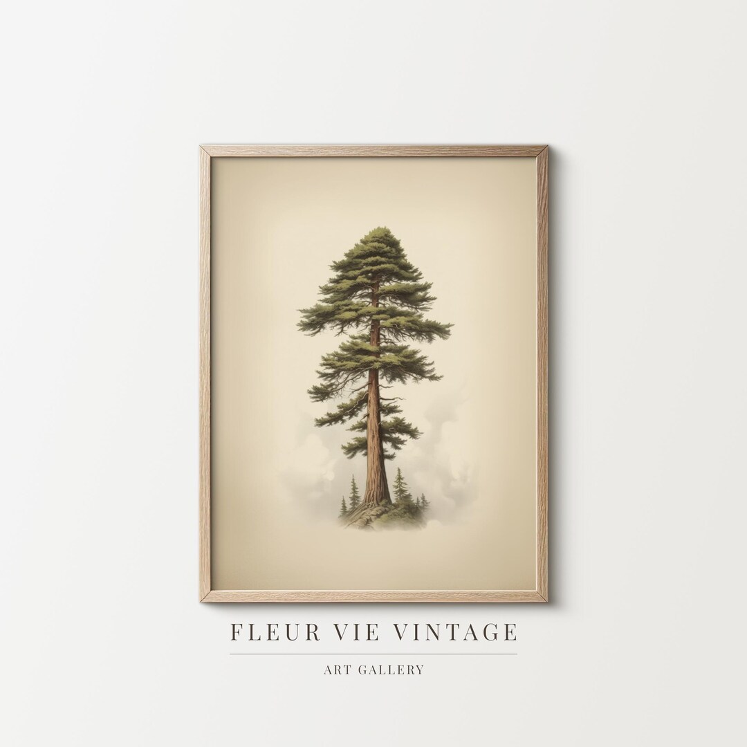 Minimalist Sequoia Tree Line Drawing: Evergreen Wall Art Print for ...