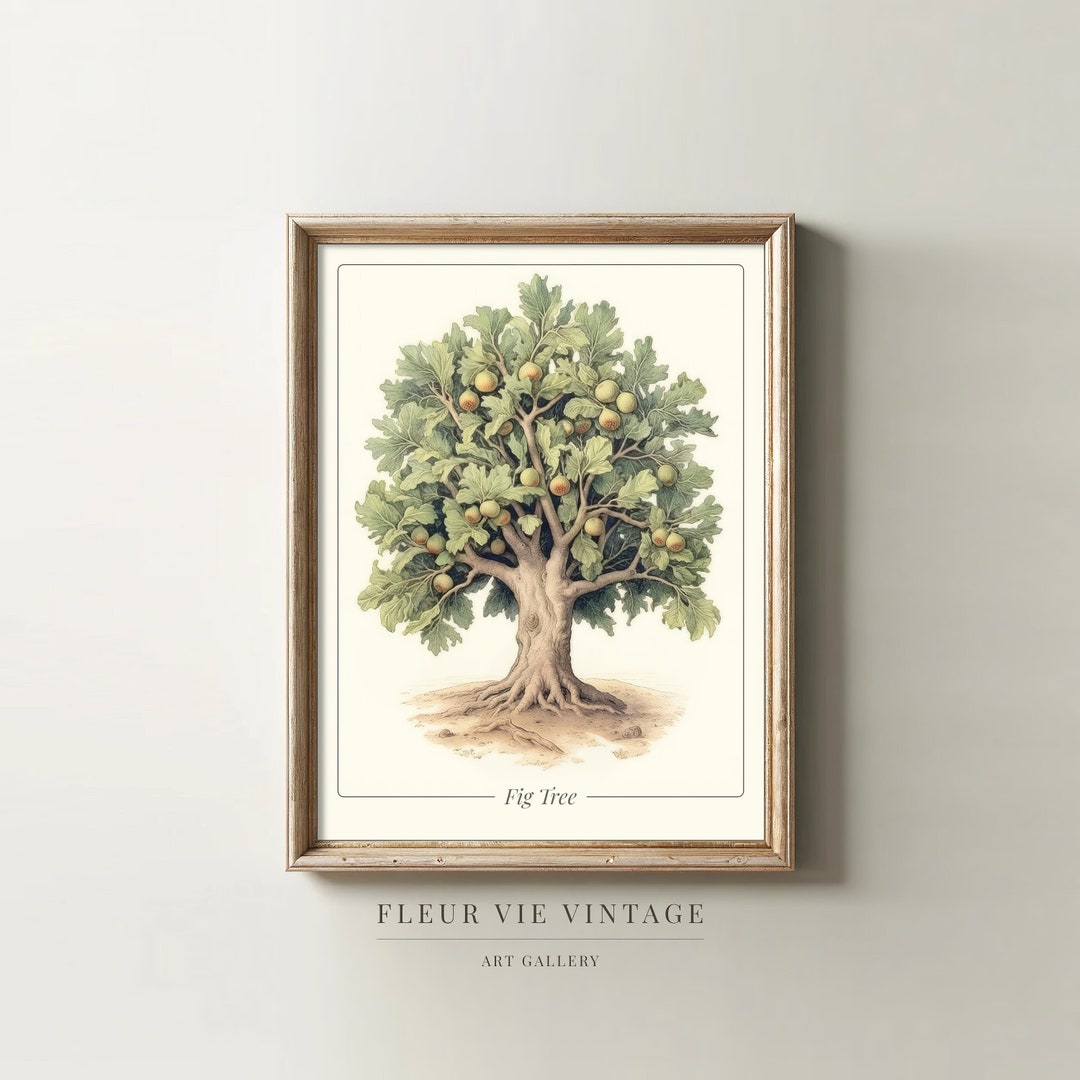 Vintage Mediterranean Fig Tree Drawing | Elegant Botanical Printable ...