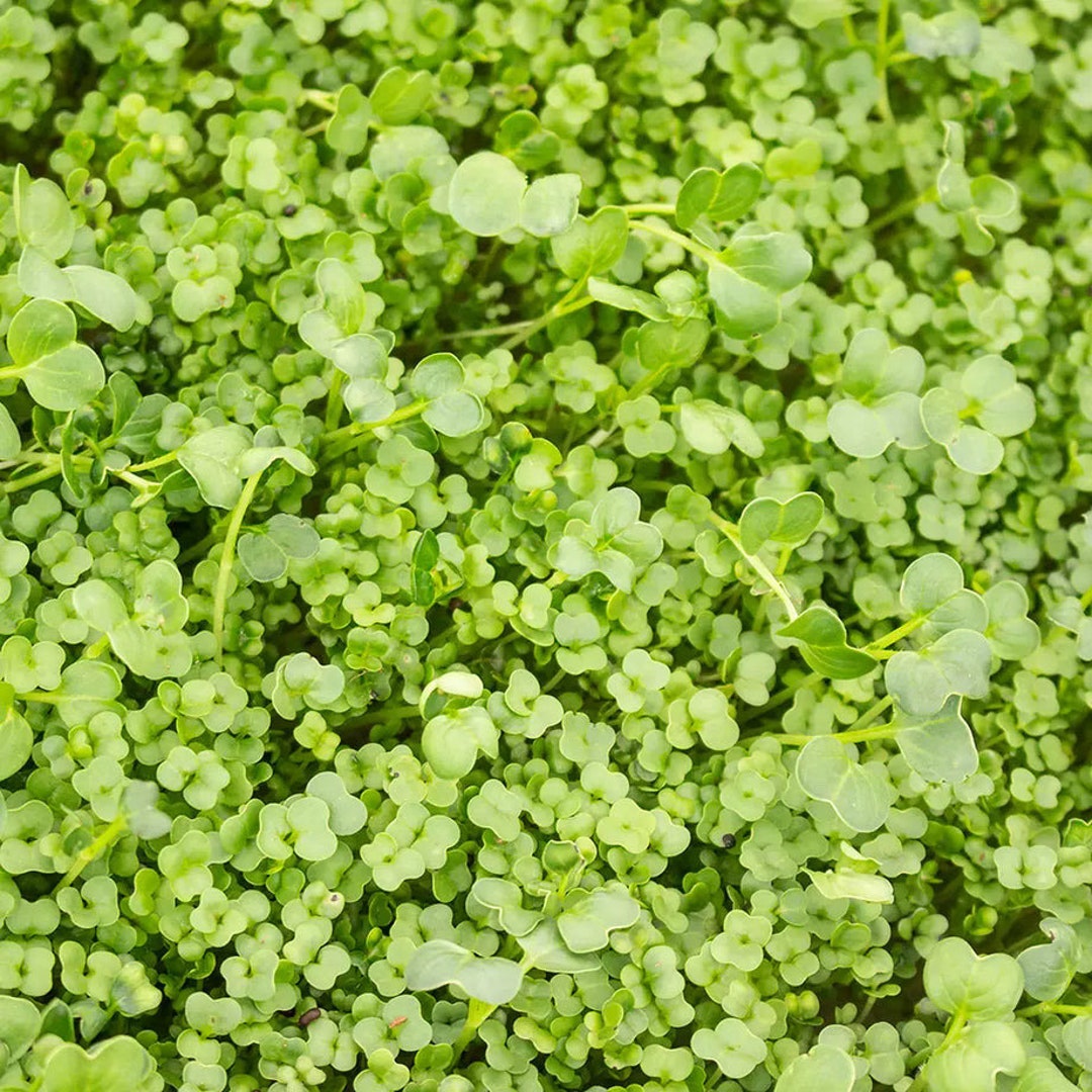 Asian Greens Mix Microgreens Growing Tray Kit - Etsy
