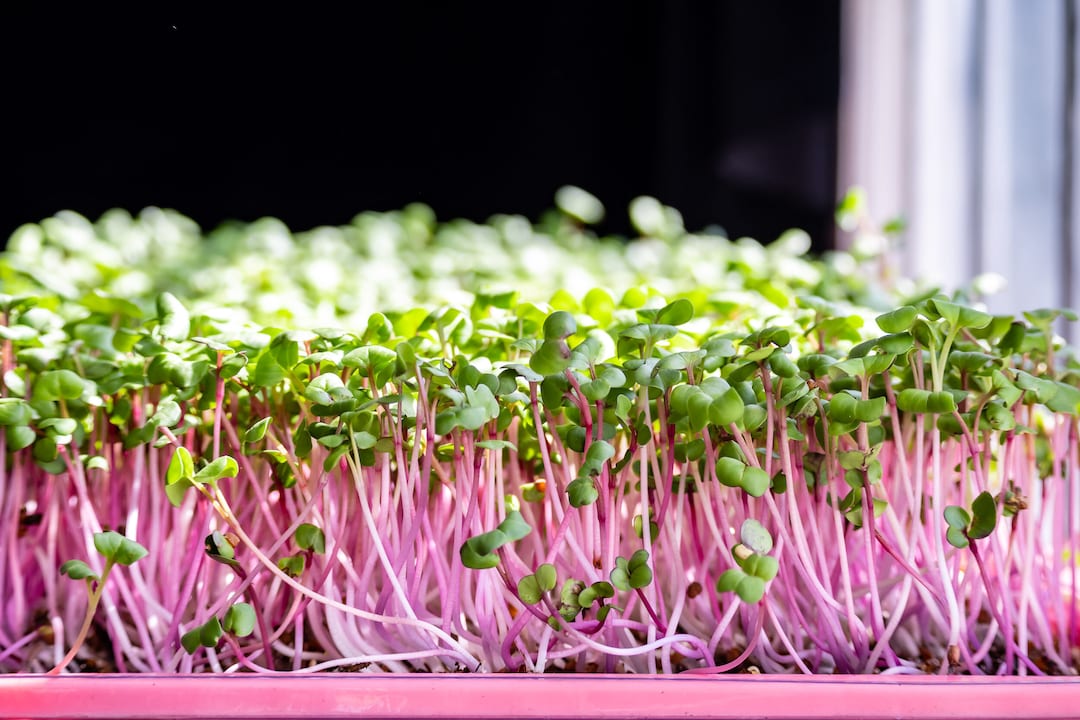 Radish Mix Microgreens Seeds - Etsy