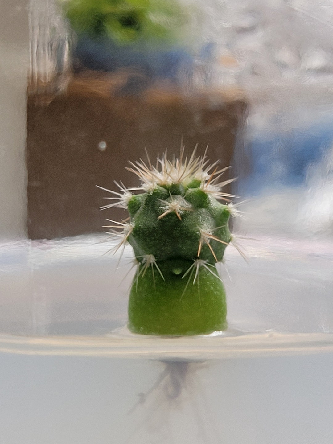 Maintenance-free Cactus in a Tube, Ferocactus Cyndrilaceus Barrel ...