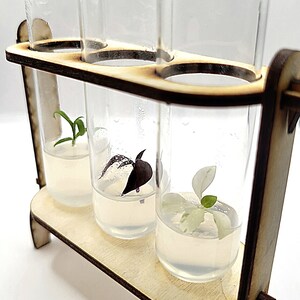 Set of 3 Colorful Maintenance-free Plants in Test Tubes With Included ...