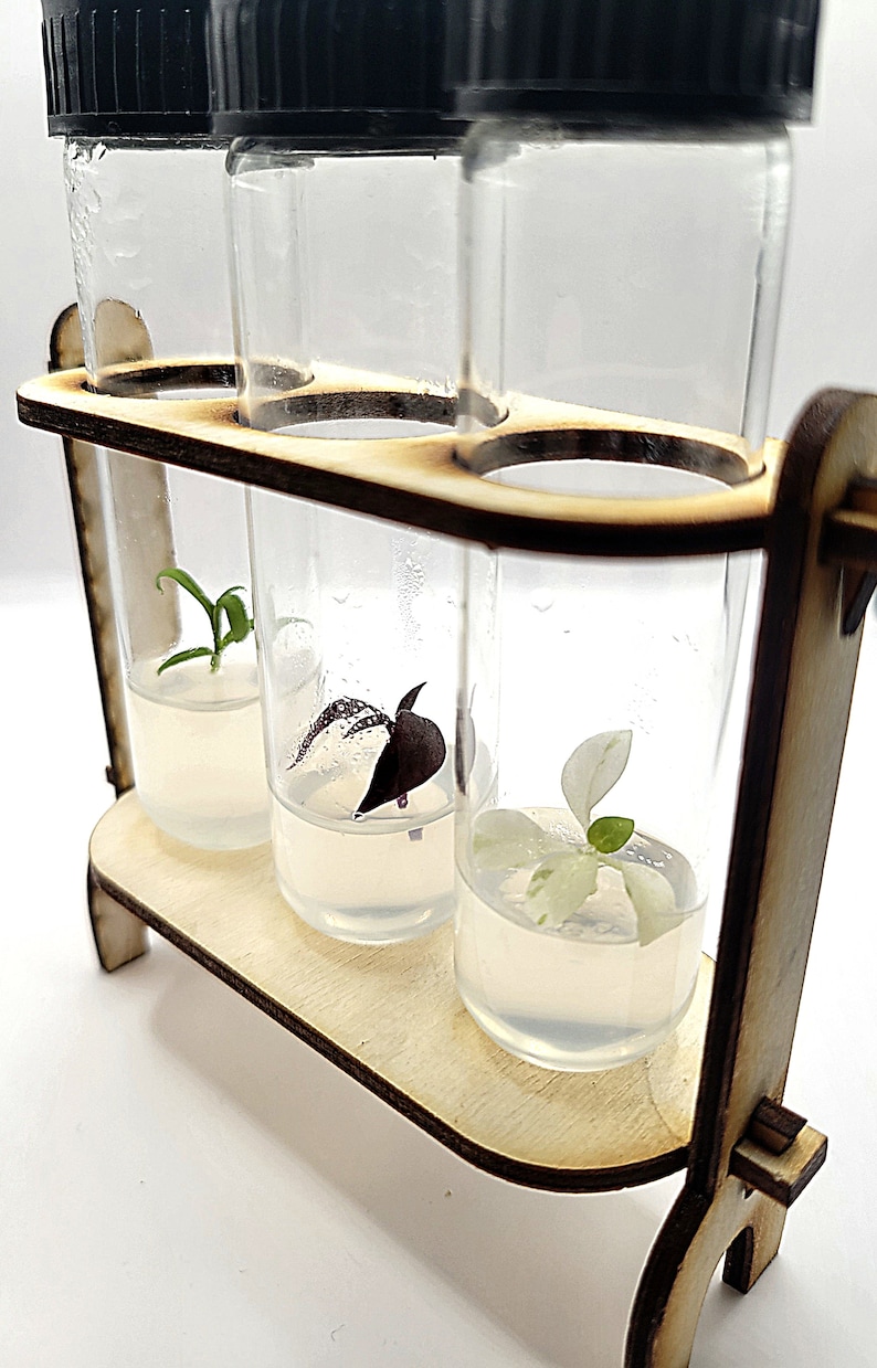 Set of 3 Colorful Maintenance-free Plants in Test Tubes With Included ...