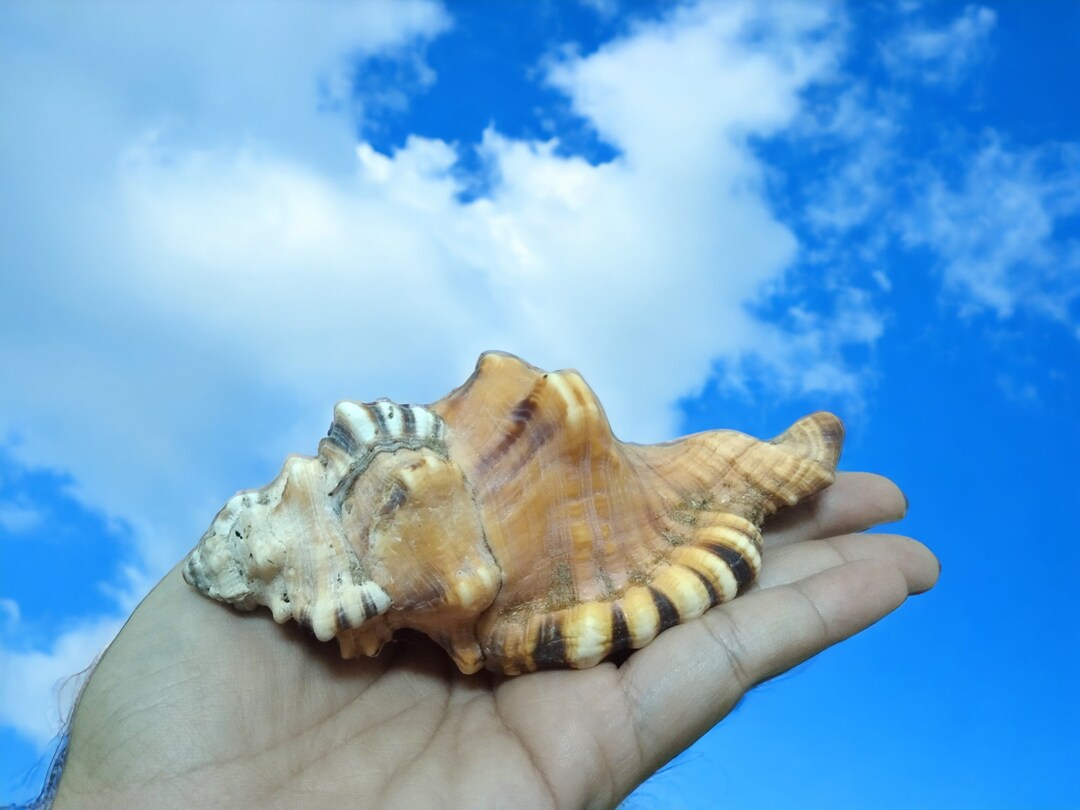 Hermit Crab Shell Sea Shell 4.5" Snail 100% Natural Crab Shells ...