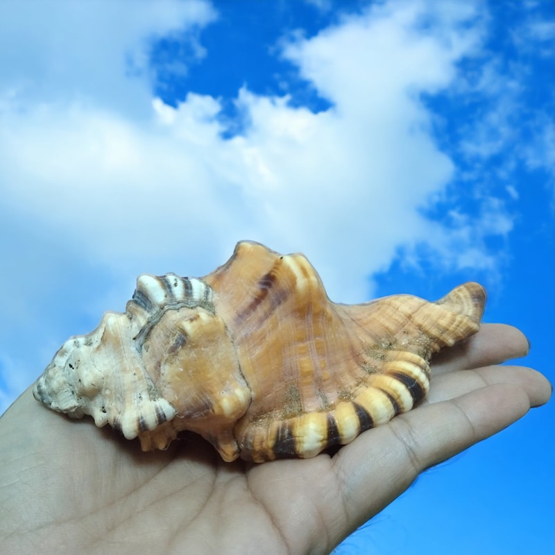 Hermit Crab Shell - Etsy