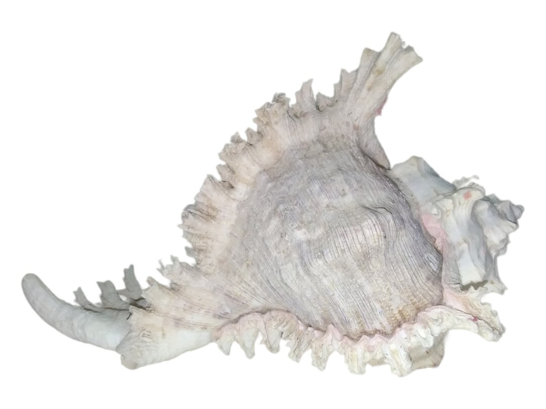 Sea Shell Thousand Hand Snail Chrysanthemum Snail 100% Natural Conch ...