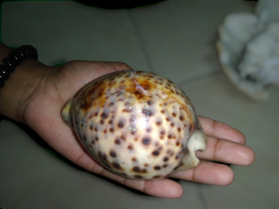 Sea Shell Pacific Deer Cowrie 3.5" Snail 100% Natural Conch Shells ...