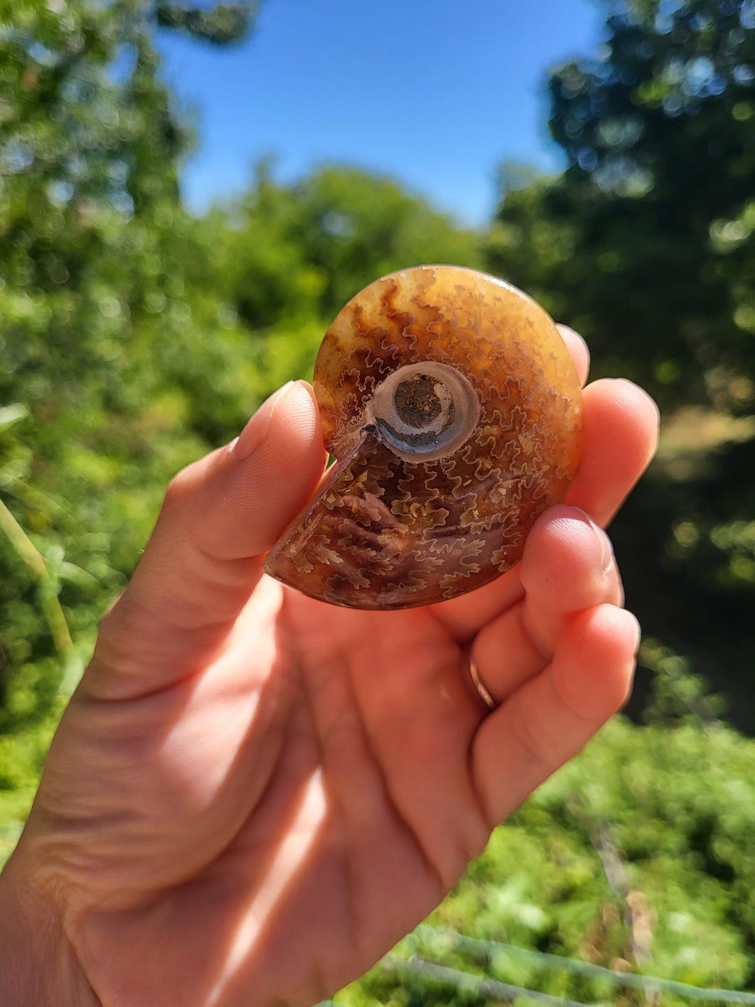 Small Ammonite, Sea Snail Fossil, Rare Goniatite Piece. Rare Fossils ...