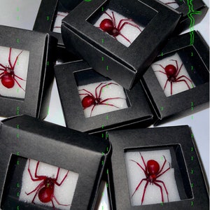 Plastic Ruby Red Widow Spider as an Earring | Realistic Latrodectus ...