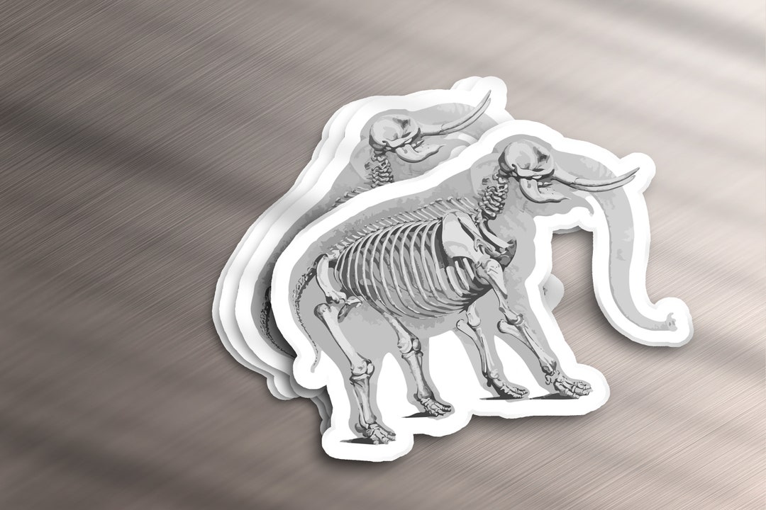 Elephant X-ray Vinyl Sticker - Etsy