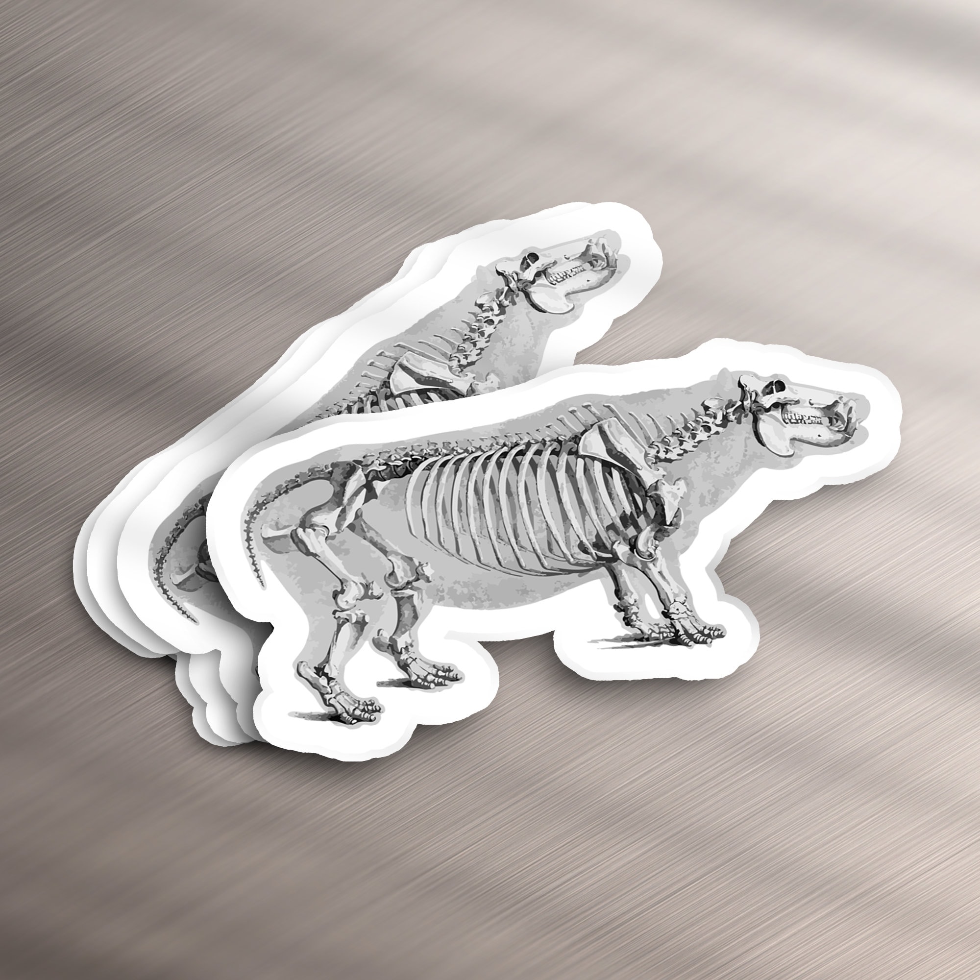 Hippo X-ray Vinyl Sticker - Etsy