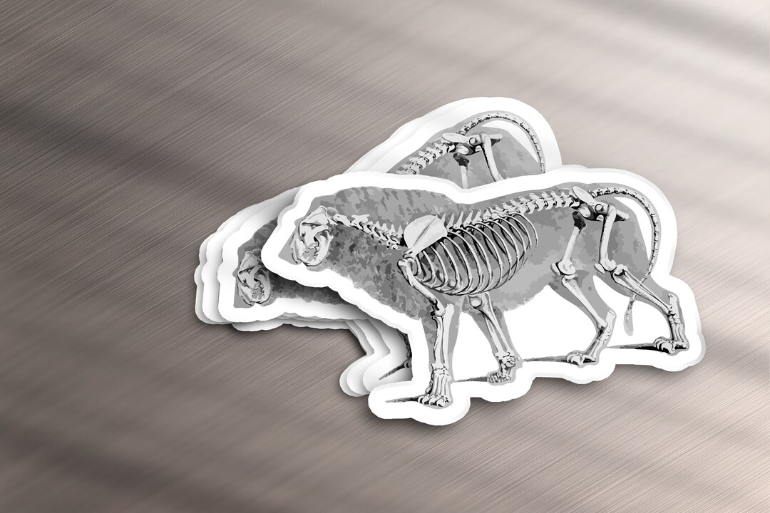 Lion X-ray Vinyl Sticker - Etsy