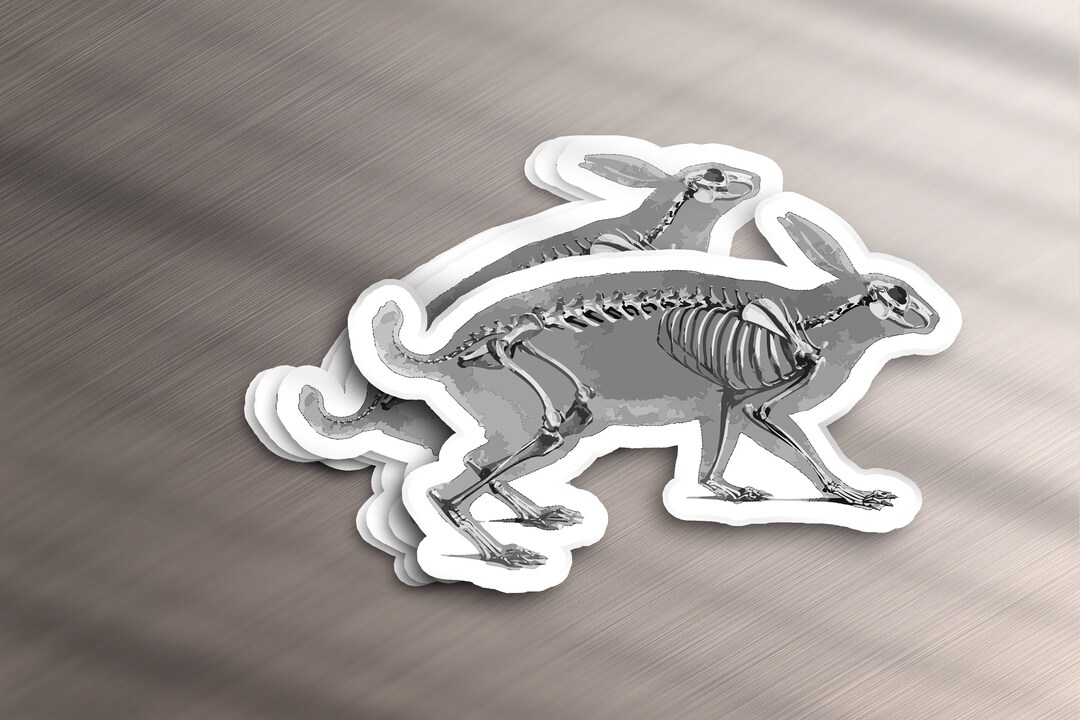 Rabbit X-ray Vinyl Sticker - Etsy