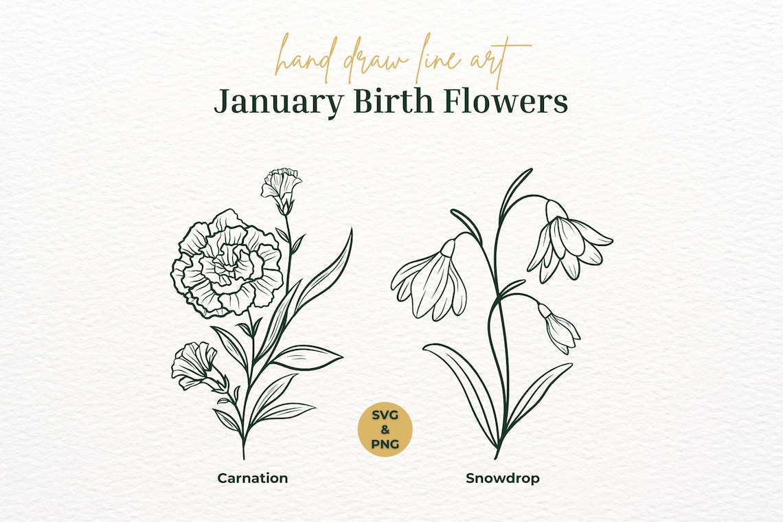 January Birth Month Flower SVG Ang PNG Digital Download , Carnation ...