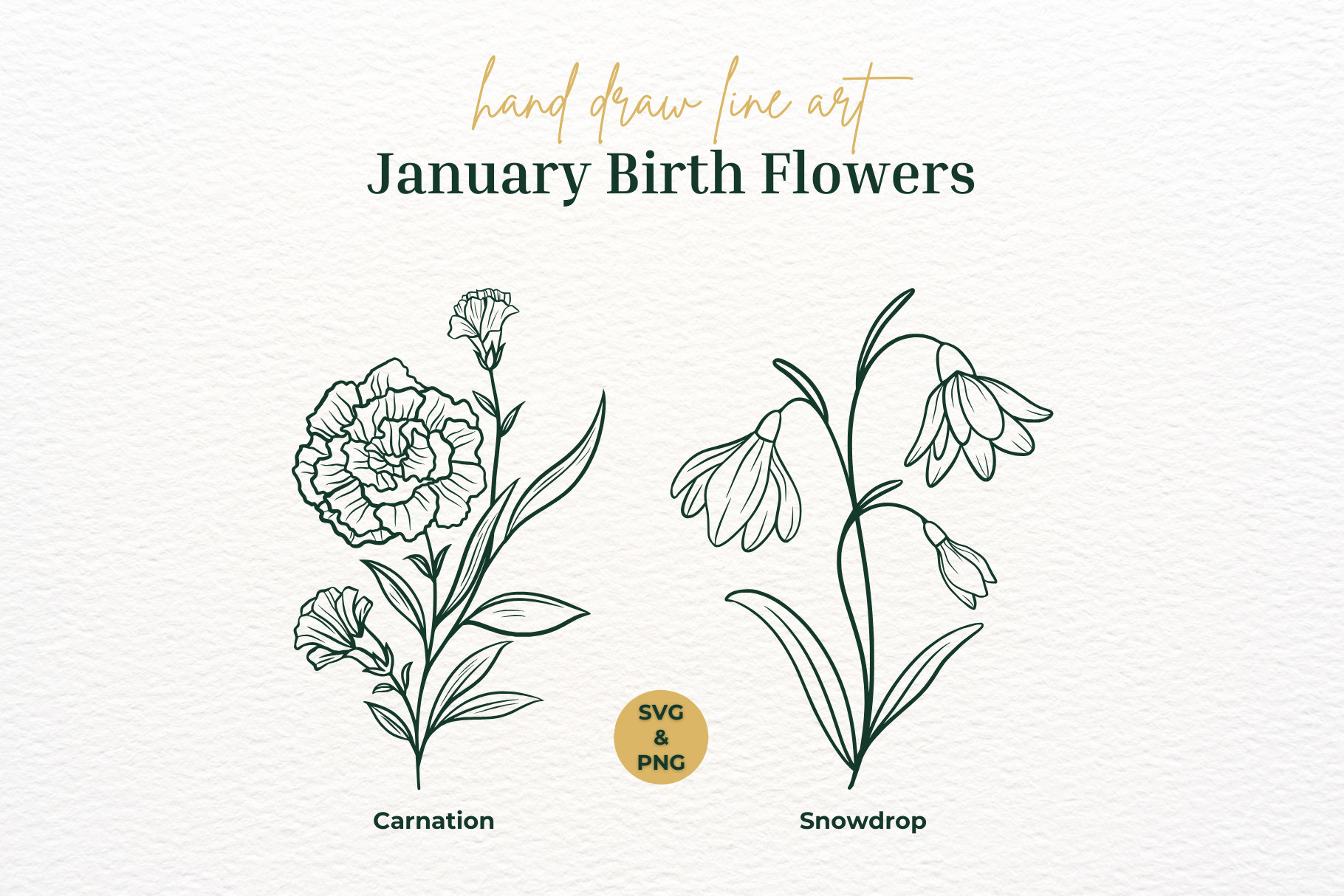 January Birth Month Flower SVG Ang PNG Digital Download , Carnation ...