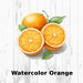 Downloadable Clipart Watercolor Orange Fruit Clip Art SVG - Etsy