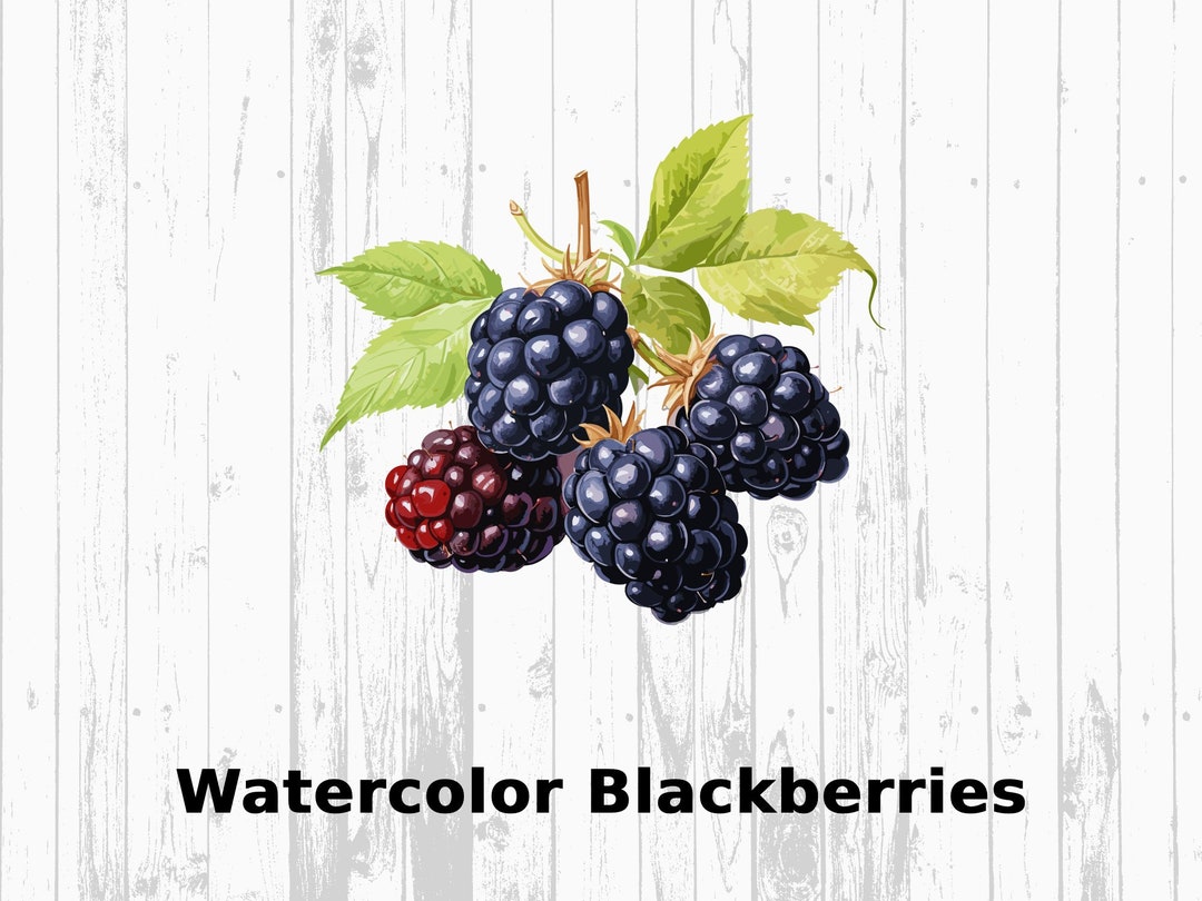 Downloadable Clipart, Watercolor Blackberries Fruit Clip Art, SVG, PNG ...
