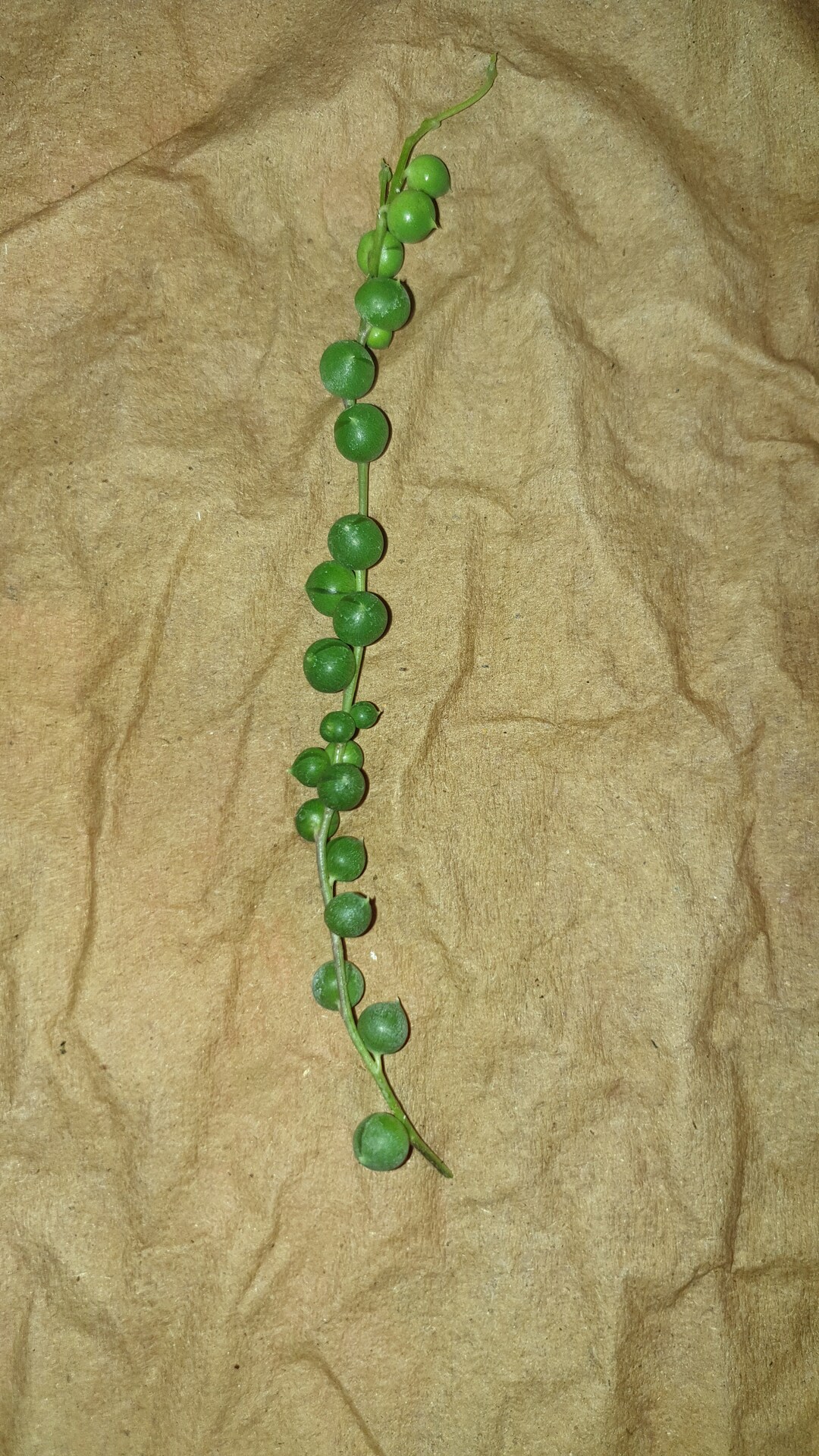 String of Pearls Cutting - Etsy