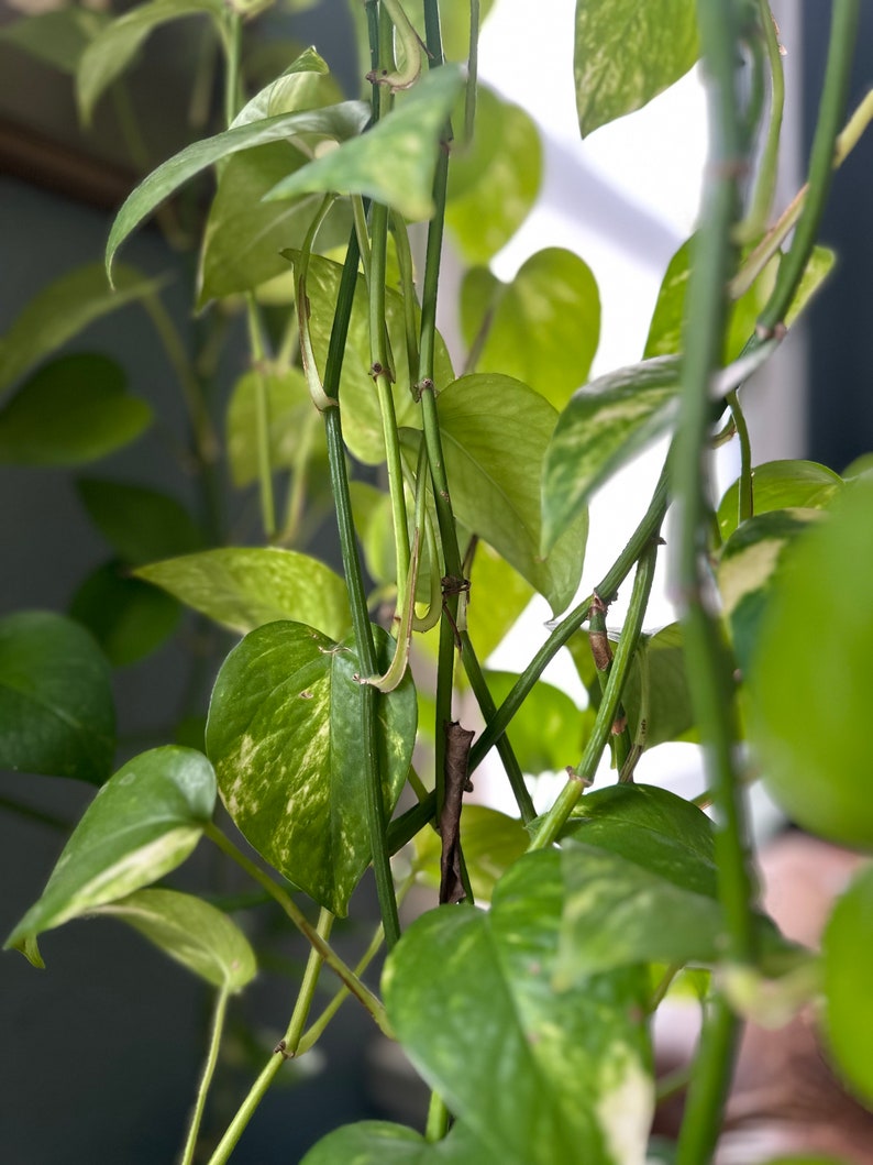 Set of 3 Golden Pothos Cuttings With Multiple Nodes Perfect Starter ...