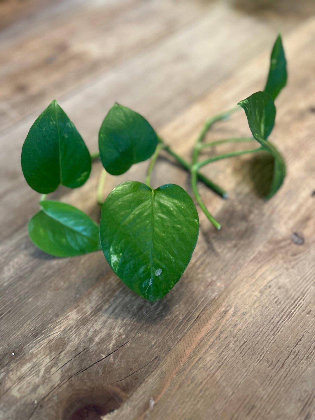 Set of 3 Golden Pothos Cuttings With Multiple Nodes Perfect Starter ...