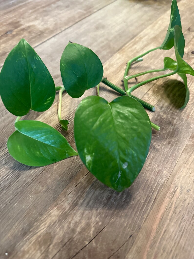Set of 3 Golden Pothos Cuttings With Multiple Nodes Perfect Starter ...