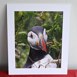 Portrait of a Puffin, Mounted Print2 - Etsy