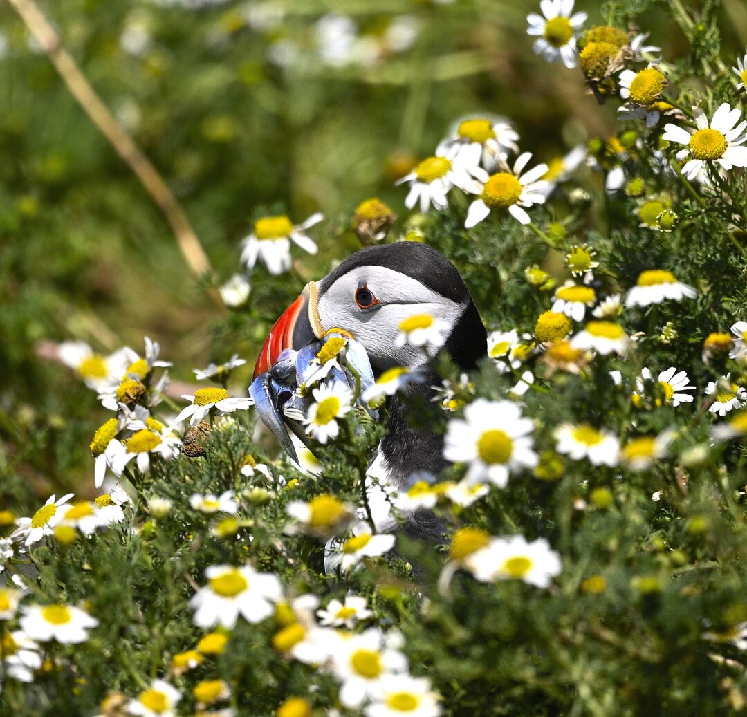 Puffin in White Flowers, Mounted Print - Etsy