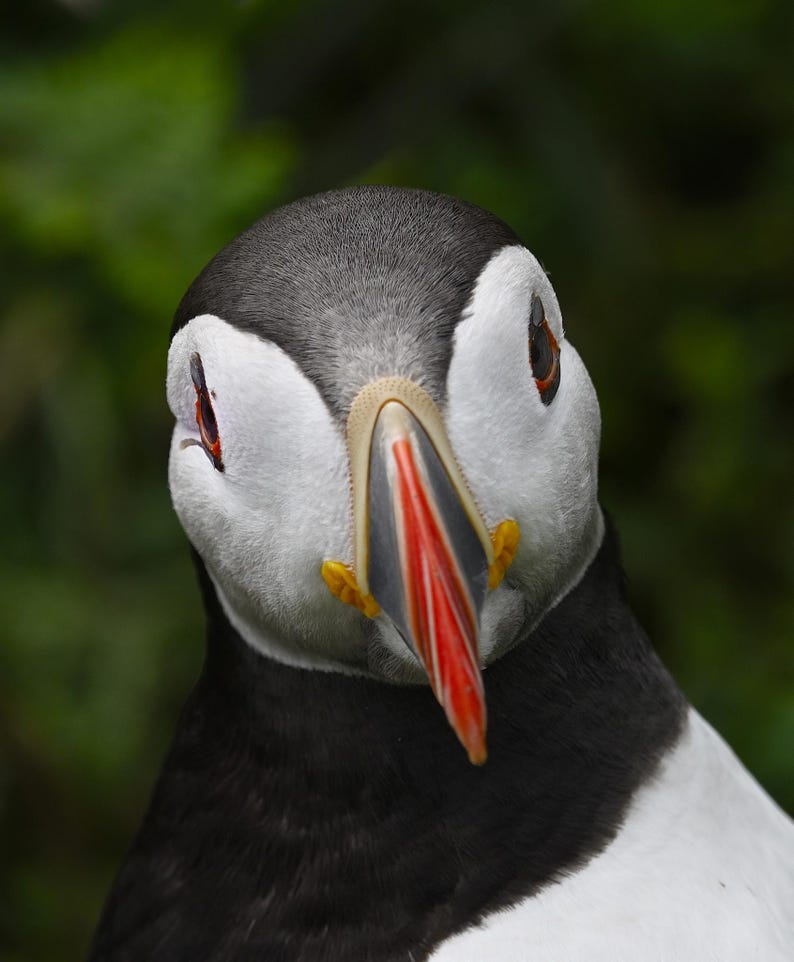 Puffin Portrait, Mounted Print - Etsy