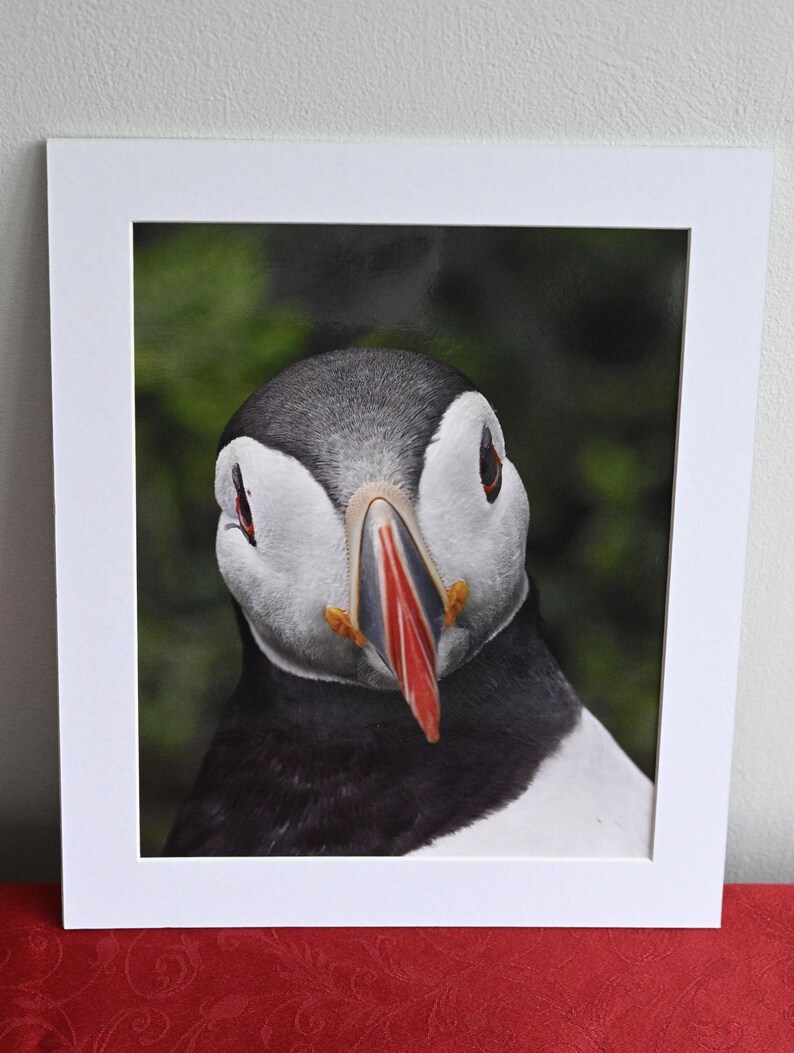 Puffin Portrait, Mounted Print - Etsy